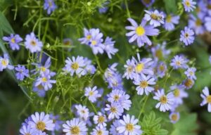 24 Flores de color azul y lo que significan [+IMÁGENES] | TodoSobreColores