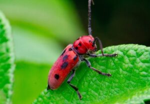 17 Animales de color rojo más llamativos | TodoSobreColores