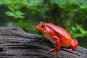 17 Animales de color rojo más llamativos | TodoSobreColores