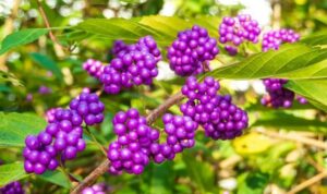 16 Frutas y verduras de color morado y sus beneficios | TodoSobreColores
