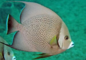 18 Animales de color gris más cautivadores | TodoSobreColores
