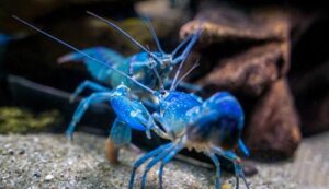19 Animales de color azul espléndidos | TodoSobreColores